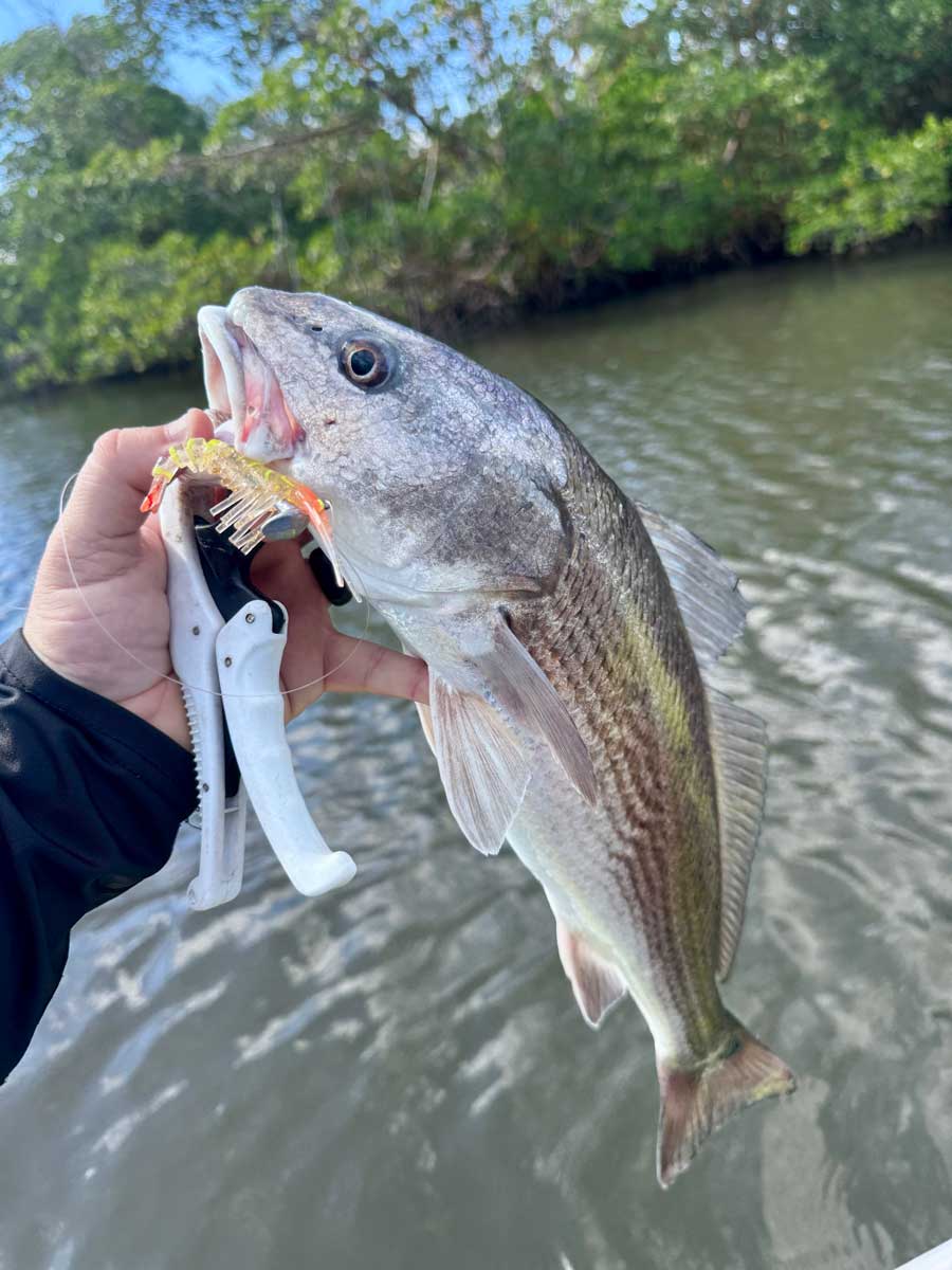 Redfish - Bayou Brew Vudu Shrimp – SpaceFish