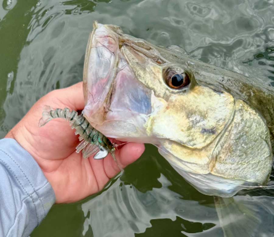 The Case for Inshore Baitcasters